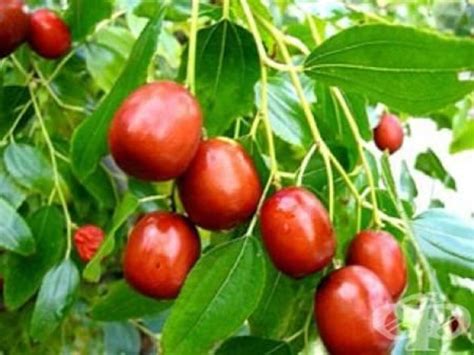 Как се отглежда хинап Български Фермер