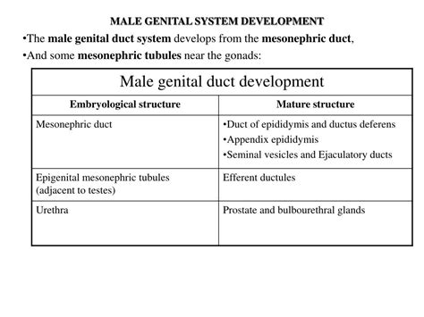 Ppt Genital System Development Powerpoint Presentation Free Download
