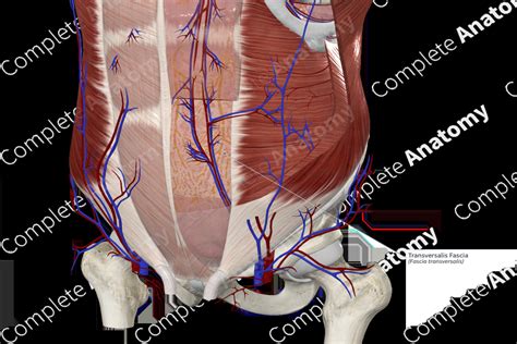 Transversalis Fascia Complete Anatomy