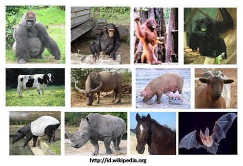 Contoh Hewan Vertebrata Contoh Ciri Jenis Hewan Bertu Vrogue Co