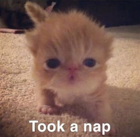 Top Memes De Gatitos En Español Memedroid