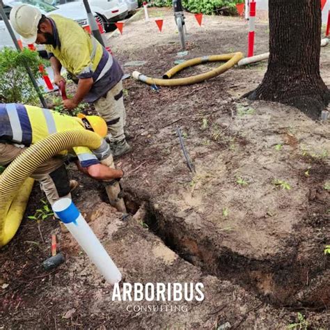 [video] Luke Lumbus On Linkedin Arboribus Consulting Undertaking On Site Root Zone