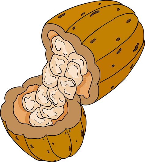 可可巧克力豆手绘彩色矢量图插图草图风格 有机健康食品 向量例证 插画 包括有 谷物 工厂 280382935