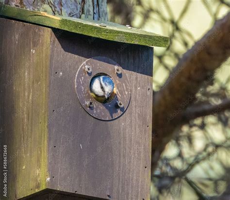 Blue Tits Setting Up Their Nest In A Bird Nesting Box On A Tree In The Springtime Stock Photo
