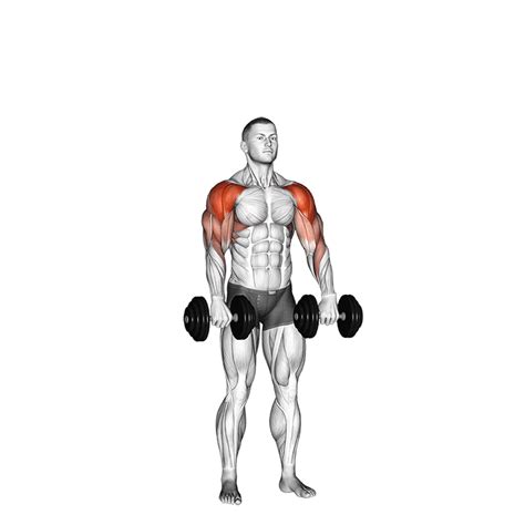 What Muscles Do Dumbbell Cuban Press Work Home Workouts Shoulder