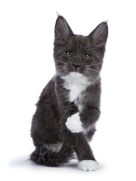 Naughty Blue Tabby High White Harlequin Maine Coon Cat Kitten On White
