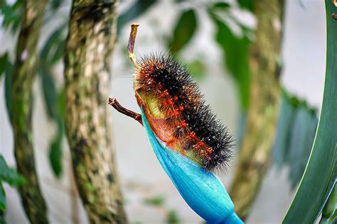 动物 昆虫 自然 Pixabay上的免费照片 Pixabay