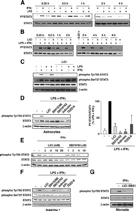Gsk3 Promotes Stat3 Activation A Mouse Primary Astrocytes Were
