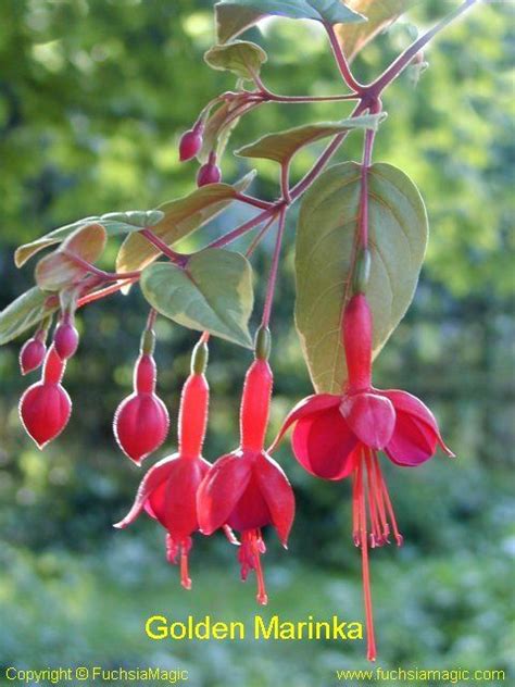 Fuchsia Golden Marinka | Fuchsia flower, Fuchsia flowers, Fuchsia garden