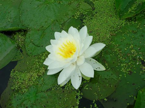 What Are Lily Pad Flowers Called At Gemma Nock Blog