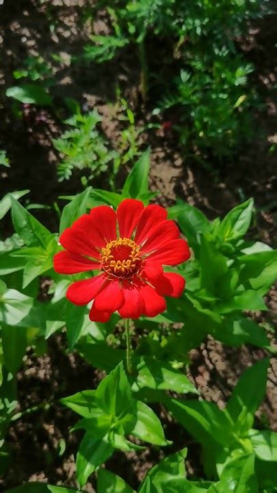 Циния Монарх Youtube