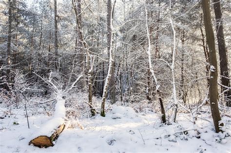 Invierno Bosque Árboles Foto gratis en Pixabay Pixabay