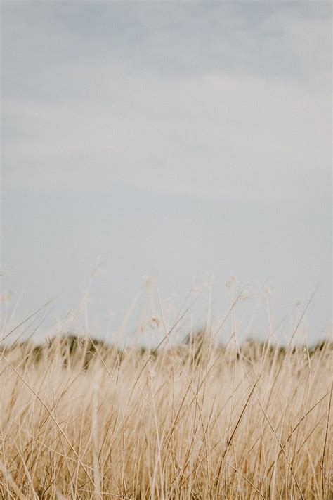 Brown Grass Field Under White Sky During Daytime Photo Free Pale