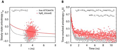 Global Fitting Of The Steady State A And Time Resolved Anisotropy B