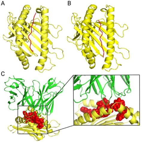 3d Modeling Of Two Sars Cov 2 S Peptides In Complex With Corresponding Download Scientific