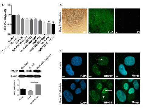 Hmgb1 And Caveolin 1 Related To Rpe Cell Senescence In Age Related Macular Degeneration Figure