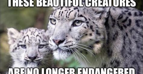 The Snow Leopard Is No Longer Endangered But Still At Risk Album