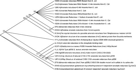 Representation Of Tree And Evolutionary History Was Inferred Using The