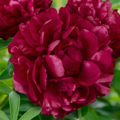 Francoise Ortegat Peony K Van Bourgondien Wholesale