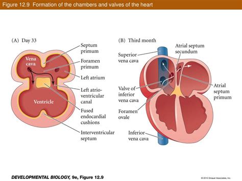 Ppt Lateral Plate Mesoderm And Endoderm Powerpoint Presentation Free Download Id 3753050