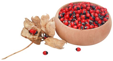 Abrus Precatorius Or Indian Liquorice Seeds 31098207 Png