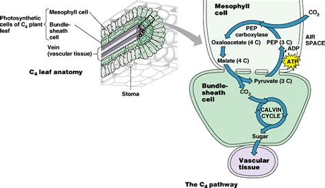 C4 Cycle Or Hatch And Slack Pathway In Photosynthesis