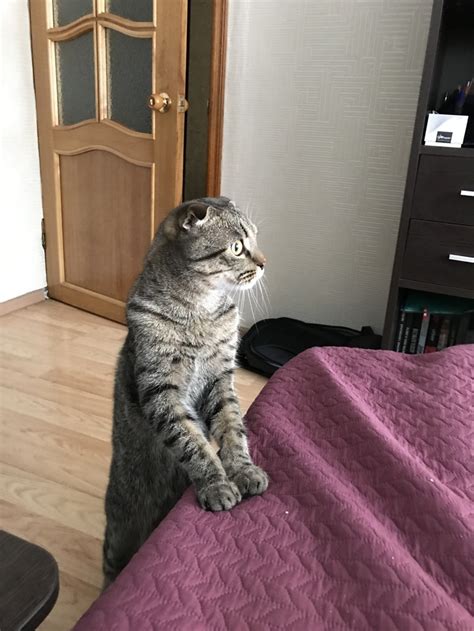 Кота вам! | Пикабу