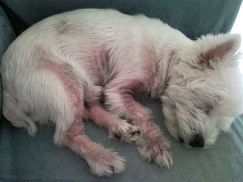 How To Identify And Treat Your Dogs Fungal Infection Yeast And