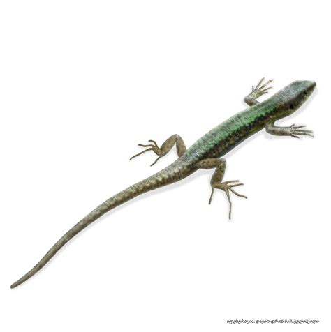 აჭარული ხვლიკი Map