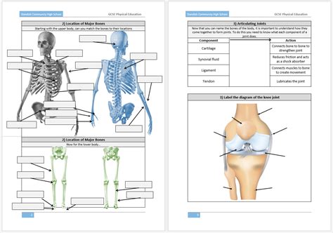 Human Skeleton Ocr Gcse Pe Teaching Resources