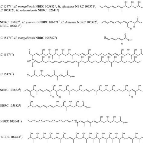 Presumed Chemical Structures Of Polyketide Backbones Synthesized By Download Scientific Diagram