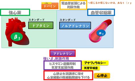 【これだけ知っとけばok】カテコラミンの種類と使い分け【保存版】 循環器drぷーのコソ勉る〜む
