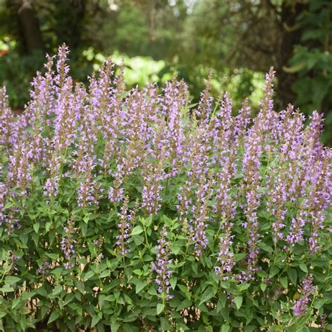 National Plant Network Purple Hyssop Plant In Pot 3 Pack Lw1773 At