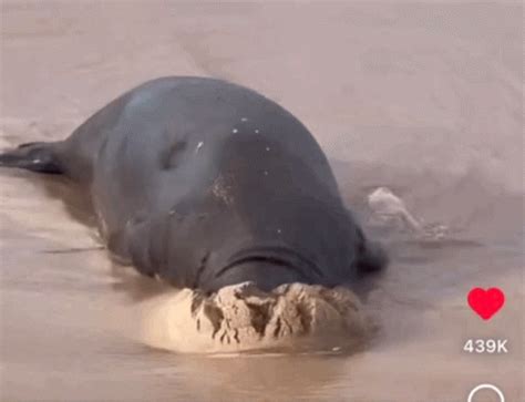 Seal Hiding Seal Hiding Lazy Discover Share Gifs