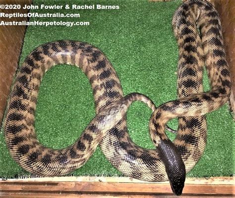 Blackheaded Python Aspidites Melanocephalus