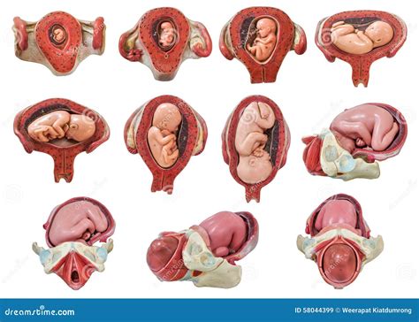 Pregnancy Stages Month By Month For Twins