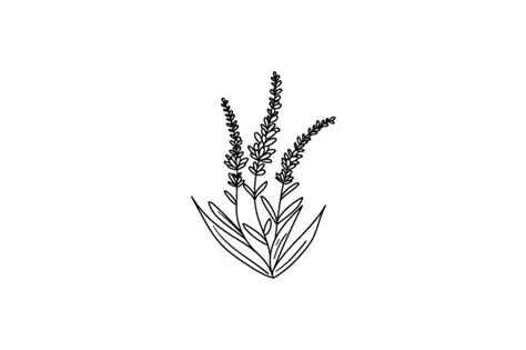 Lavender Line Drawing
