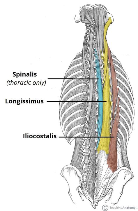 Erector Spinae Muscles Diagram