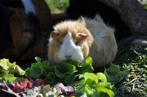 Free Images Grass Flower Wildlife Salad Cat Mammal Eat Rodent