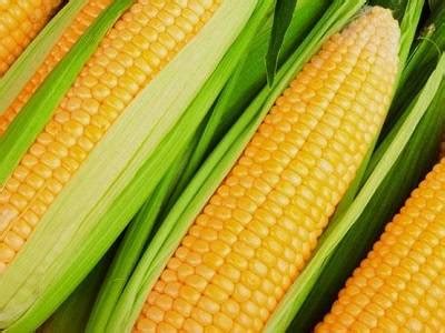 Brasil Se Torna O Maior Exportador De Milho Do Planeta E Escassez Do