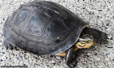 Pinakabagong Lahi Ng Pagong Nadiskubre Sa Pinas