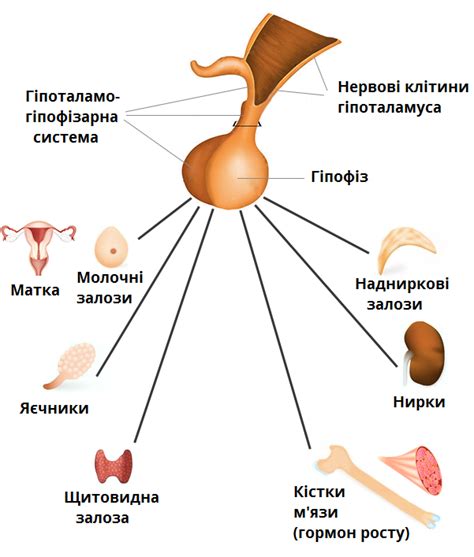 Нейрогуморальна регуляція процесів життєдіяльності — урок Біологія 8
