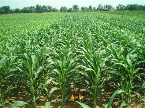 By Plant Variability In Corn Grain Yields