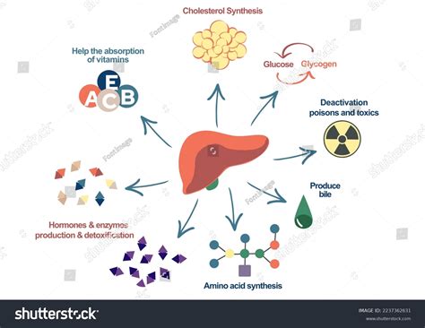 Liver Function Metabolism Medical Science Illustration Stock Illustration 2237362631 Shutterstock