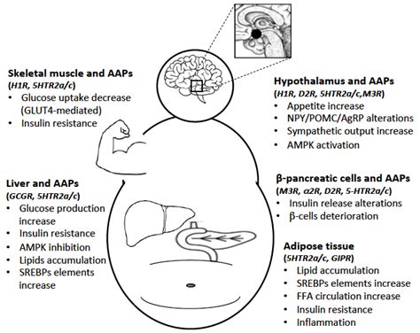 Atypical Antipsychotics And Metabolic Syndrome From Molecular