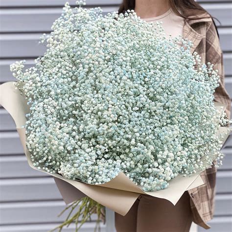 Гипсофила купить в Иркутске Доставка бесплатно Интернет магазин Роза Маркет