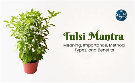Tulsi Mantra Meaning Importance Method And Benefits