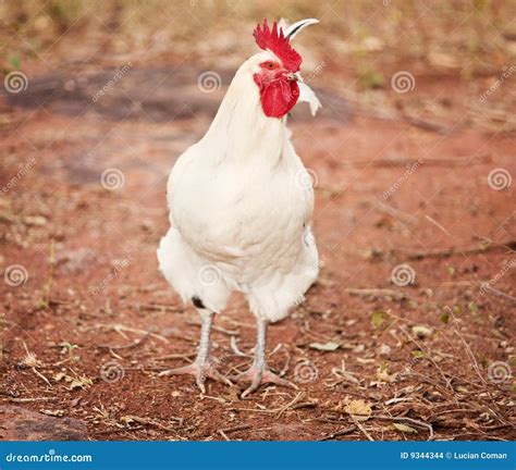 Gallo Blanco Foto De Archivo Imagen De Travieso Doméstico 9344344