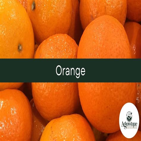 Fresh Orange Cultivation Type Common At Best Price In Mathura