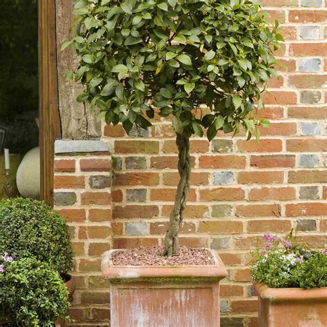 Best Tall Plants For Large Outdoor Pots At Rose Braddon Blog